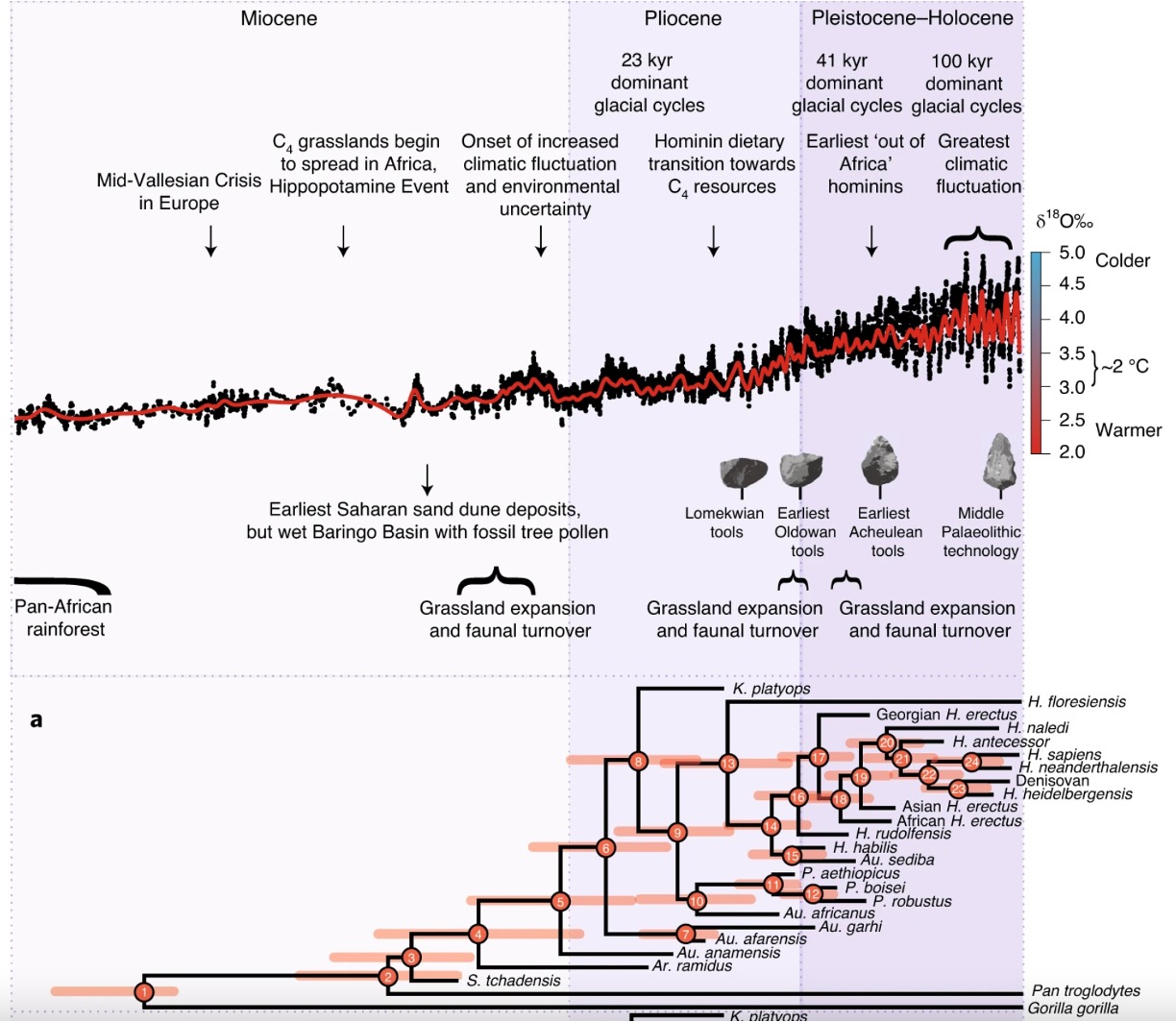 Hominin Phylogeny