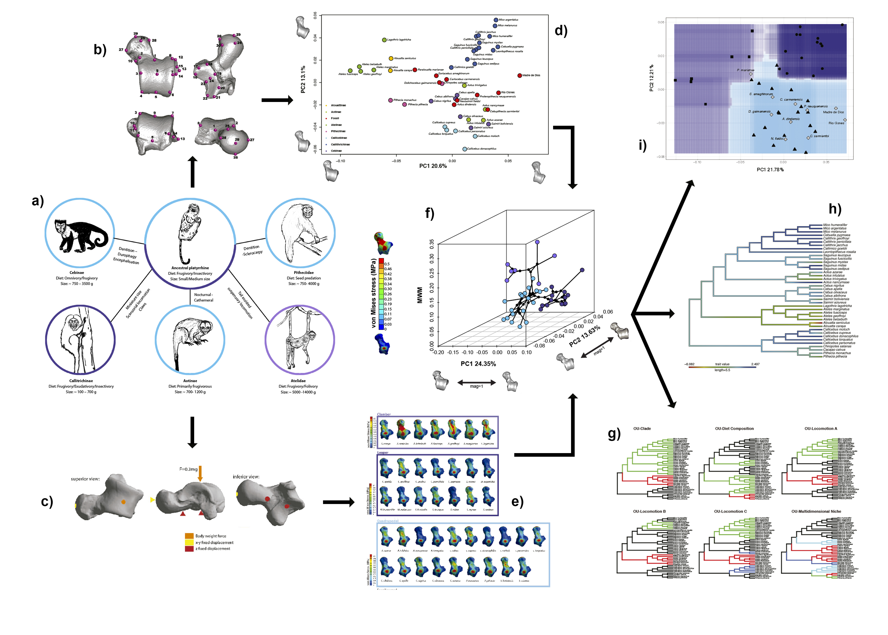 New morpho-functional tools | Thomas A. Püschel