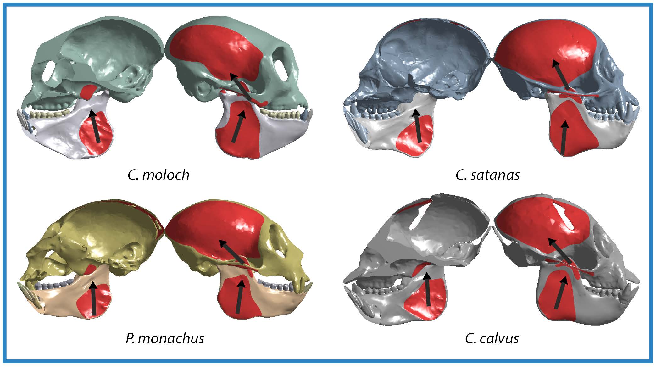 Primate morphology | Thomas A. Püschel