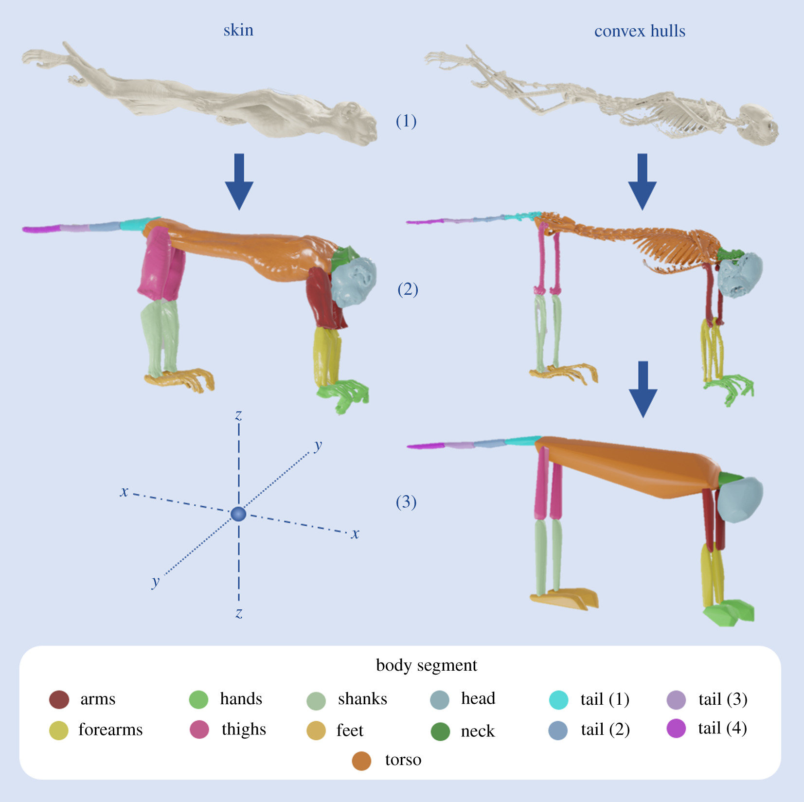 Convex hull estimation of mammalian body segment parameters | Thomas A ... Convex hull estimation of mammalian body segment parameters | Thomas A ...