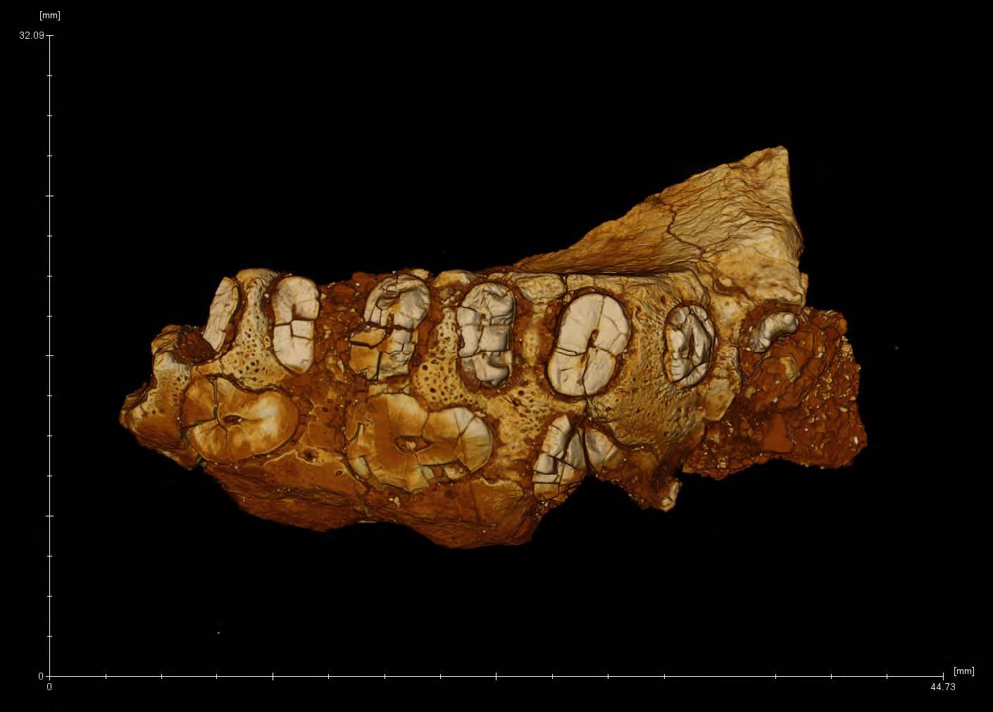The first Miocene fossils from coastal woodlands in the southern East ...