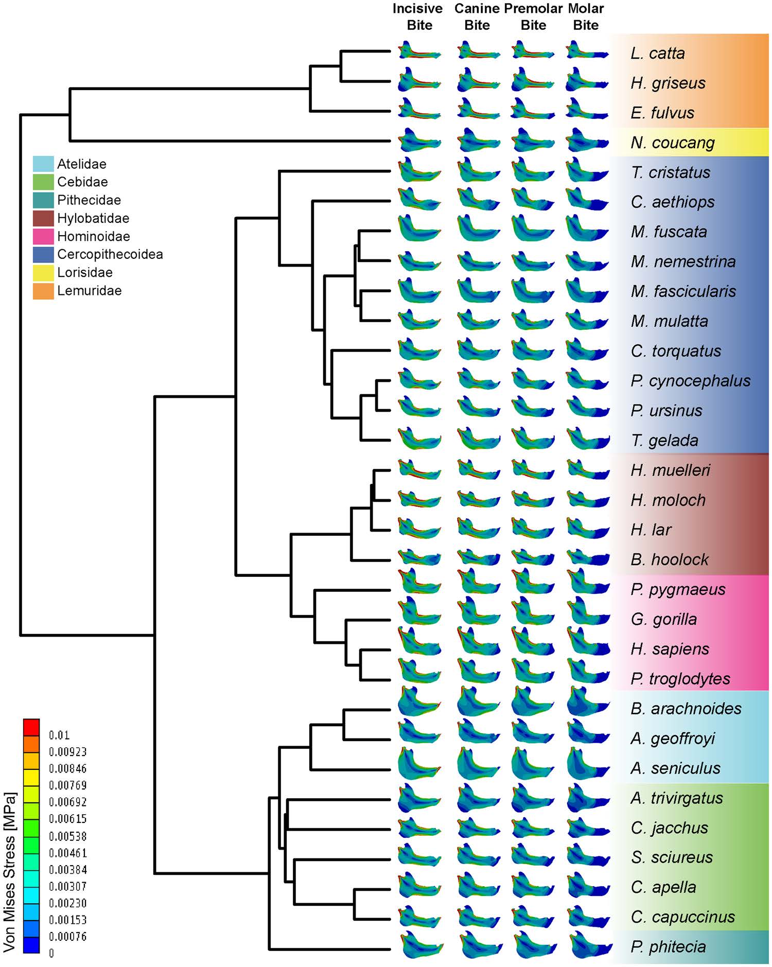 A biomechanical approach to understand the ecomorphological ...