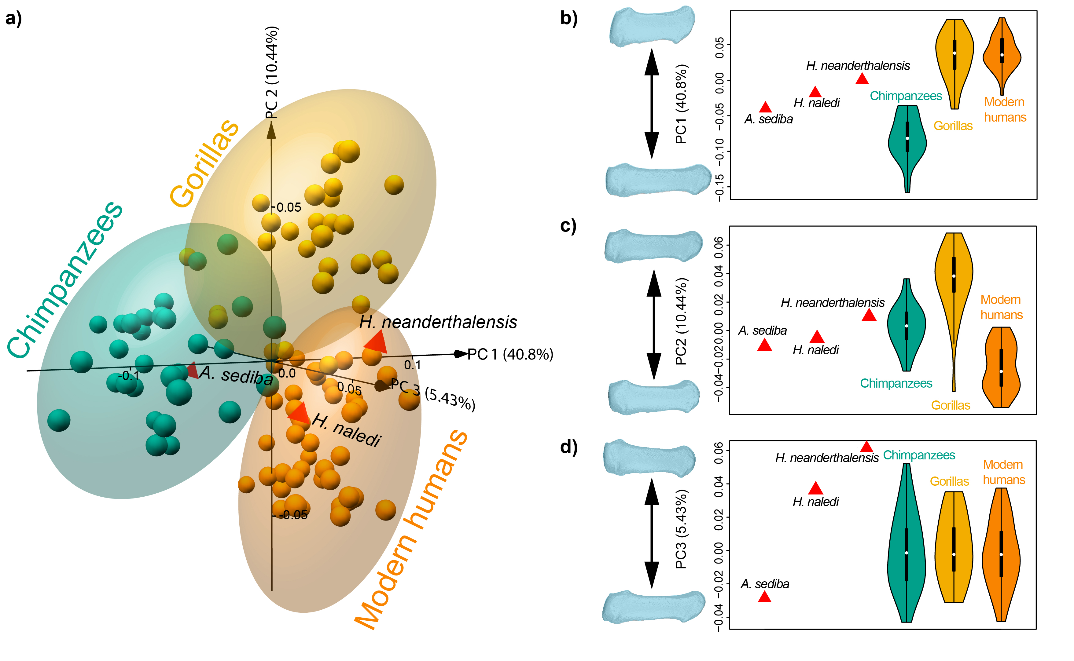 Characterizing the body morphology of the first metacarpal in the ...