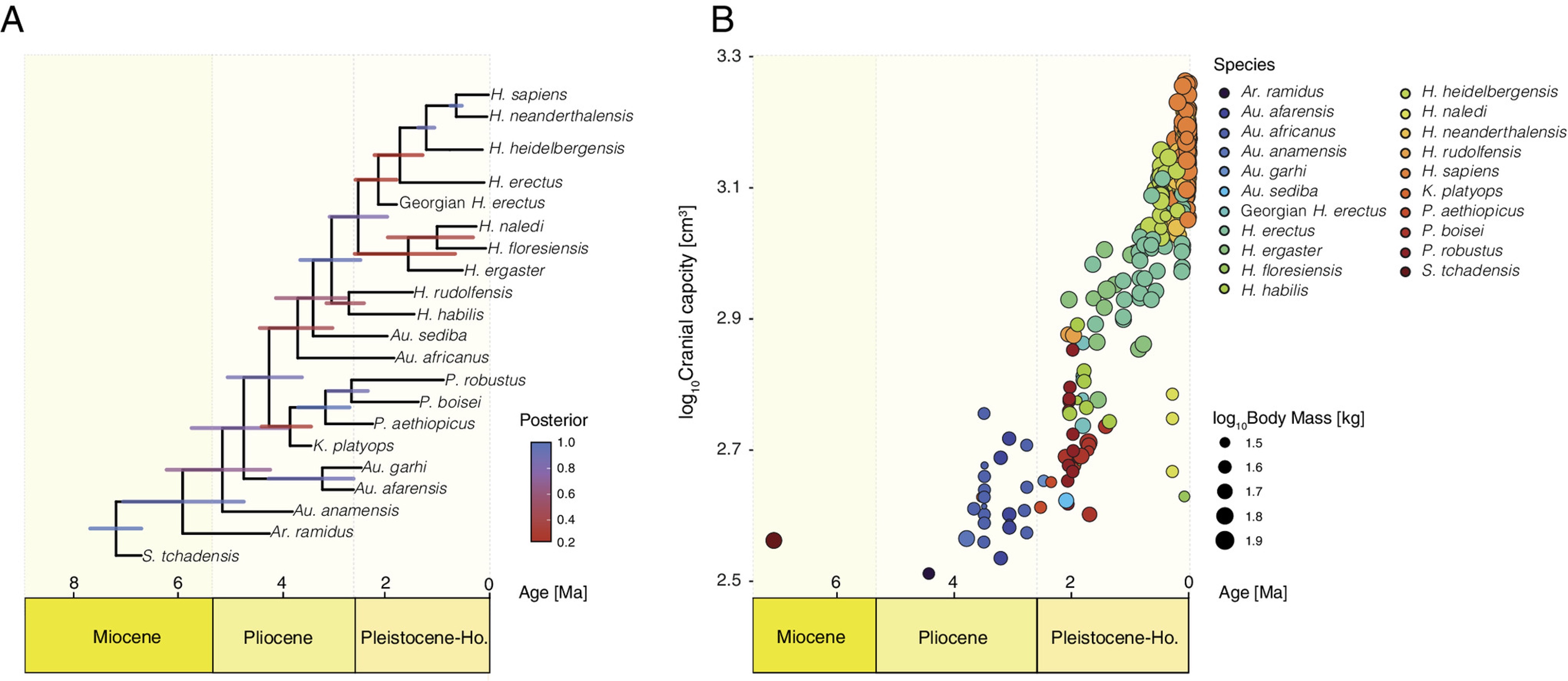 Hominin brain size increase has emerged from within-species ...