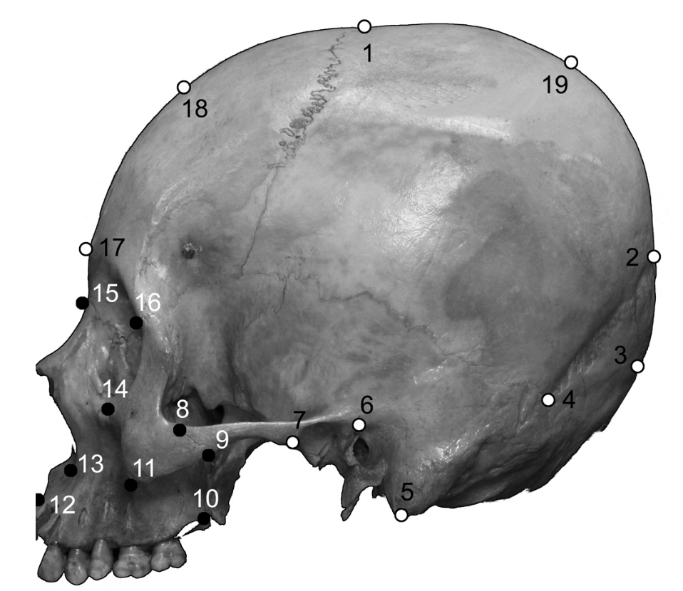 Modularity and Morphological Integration in Human Skulls a Geometric ...
